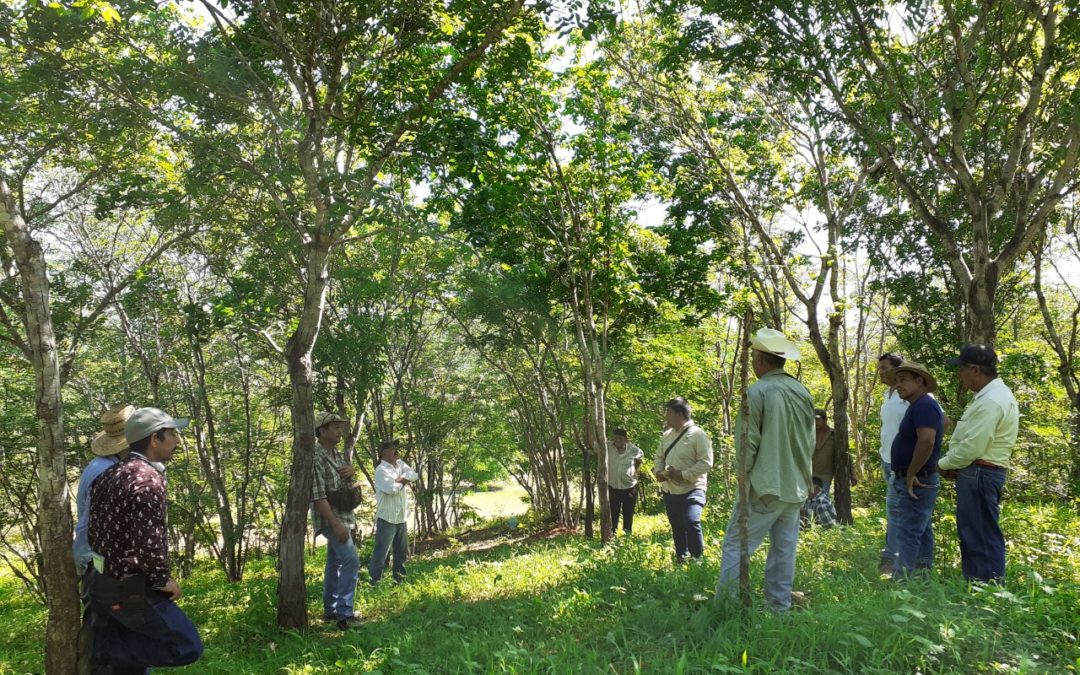 Conselva restaura 322 hectáreas de la cuenca Río Baluarte | Mazatlan es ...